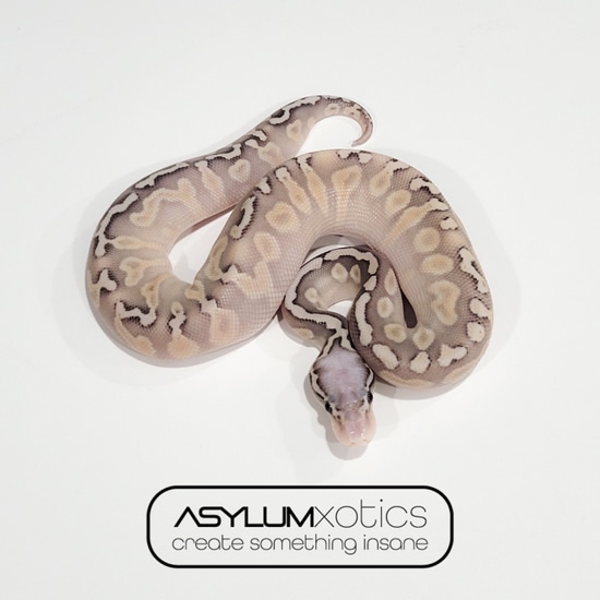 Super Pastel Lesser GHI Het Hypo 50% Het Clown Ball Python by Asylum Xotics