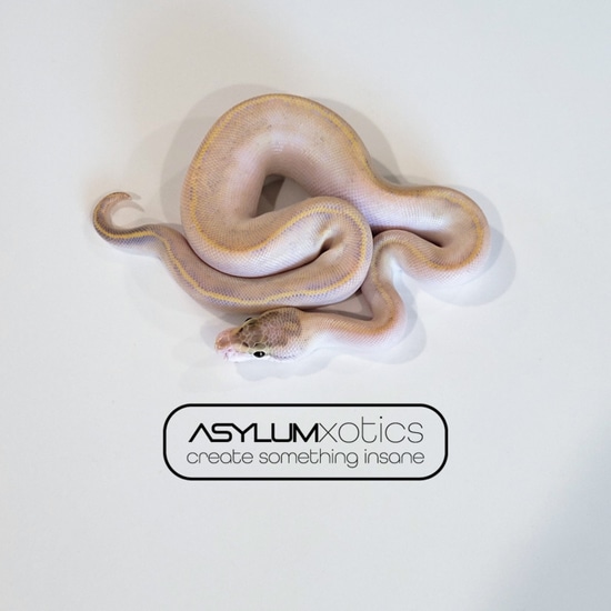 Ivory Ball Python by Asylum Xotics