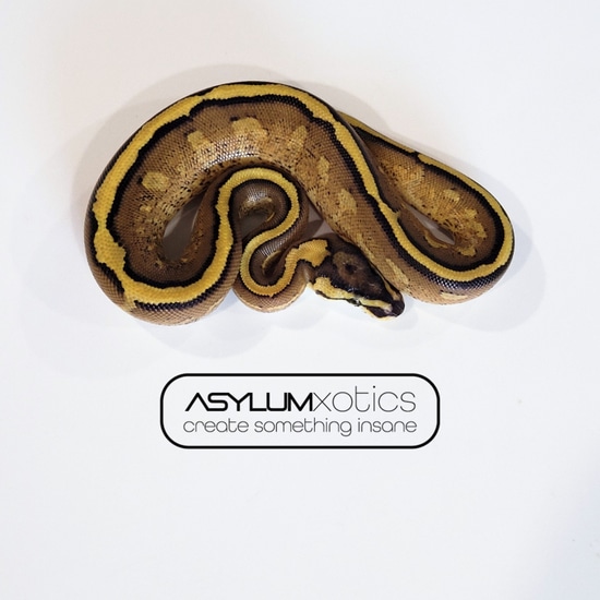 Super Stripe Ball Python by Asylum Xotics