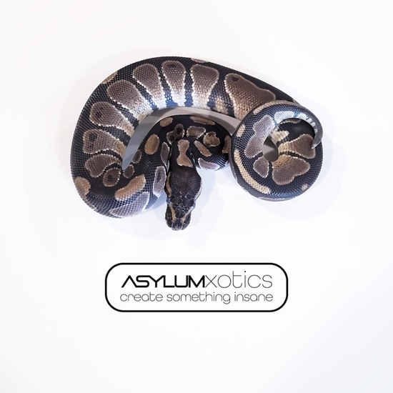 Normal 66% Het Monarch Ball Python by Asylum Xotics