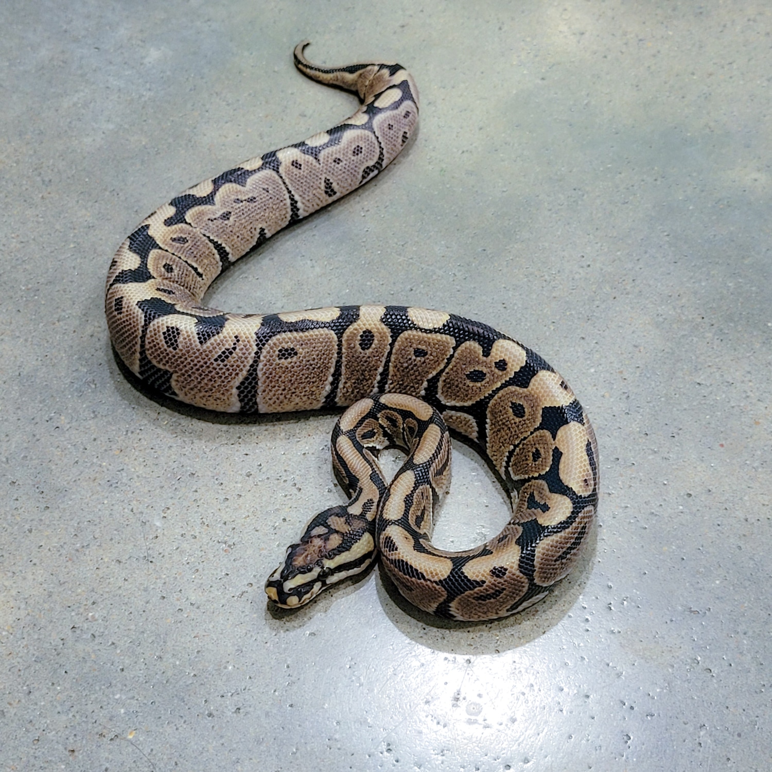 Spotnose Het VPI Axanthic Ball Python by Asylum Xotics - MorphMarket