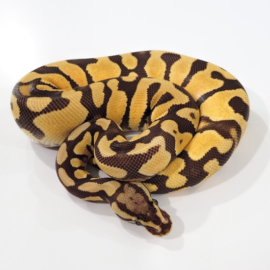 Pastel Enchi Yellowbelly Monarch Ball Python by Asylum Xotics