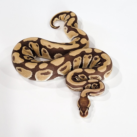 Monarch Ball Python by Asylum Xotics
