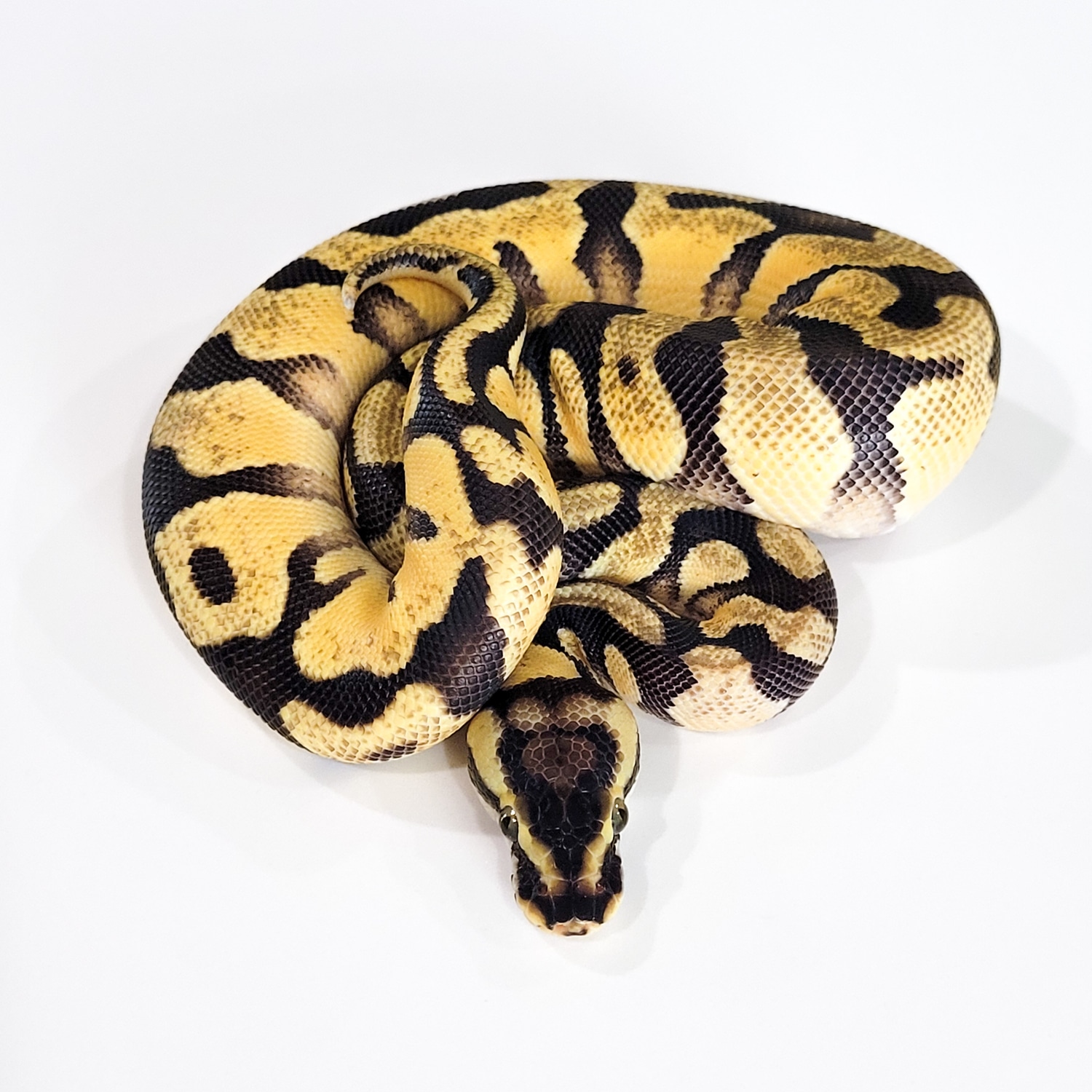 Pastel Enchi Yellowbelly 66% Het Monarch Ball Python by Asylum Xotics ...