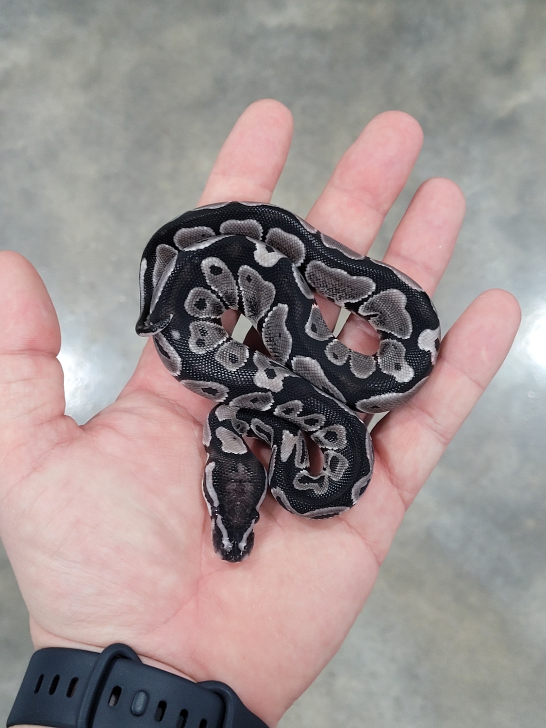 Axanthic (VPI) Ball Python by Asylum Xotics - MorphMarket