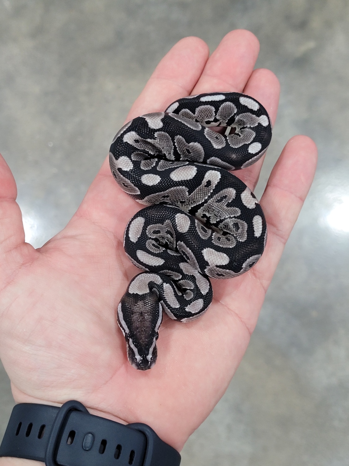 Axanthic (VPI) Ball Python by Asylum Xotics - MorphMarket