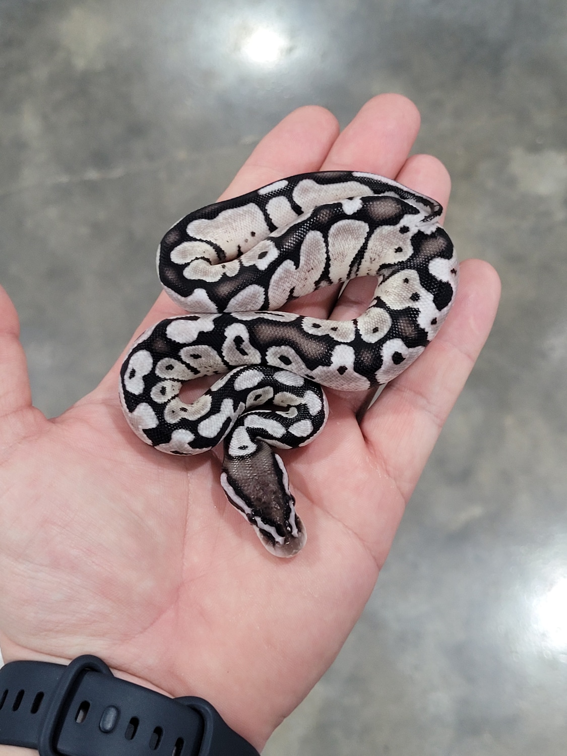 Pastel Axanthic (VPI) Ball Python by Asylum Xotics - MorphMarket