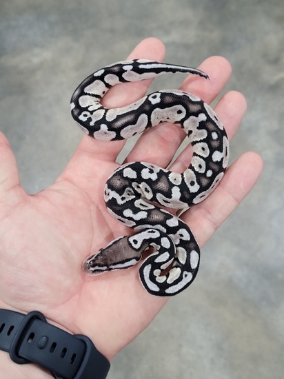 Pastel Axanthic (VPI) Ball Python by Asylum Xotics