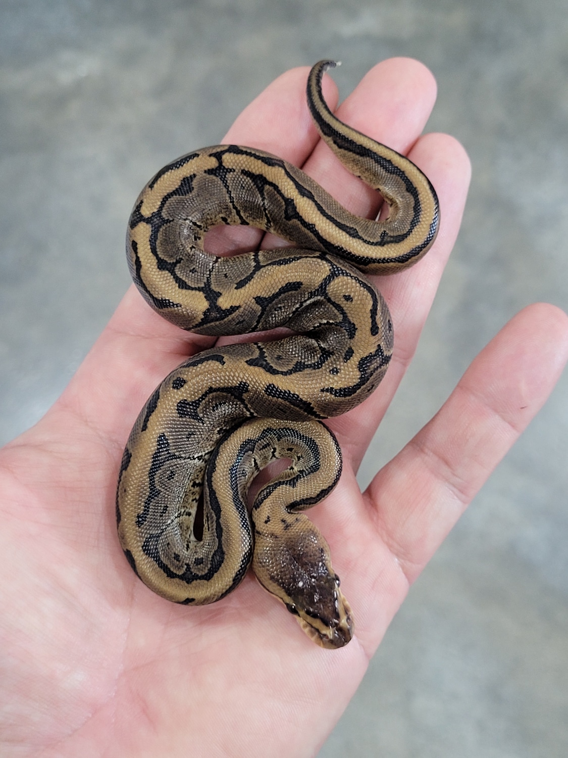 Chocolate Pinstripe 100% Het Axanthic (VPI) Ball Python by Asylum ...