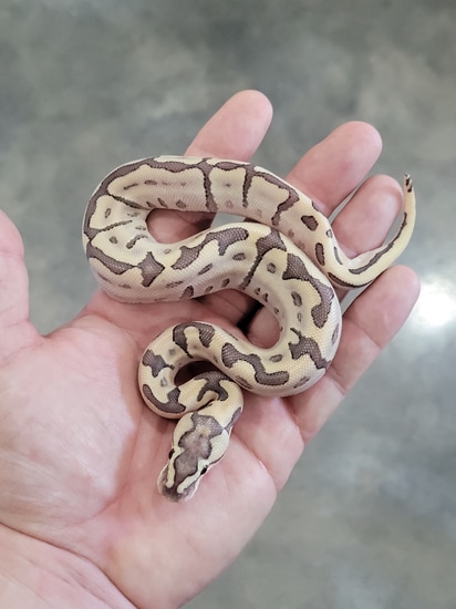 Bamboo Leopard Orange Dream 100% Het Clown Ball Python by Asylum Xotics