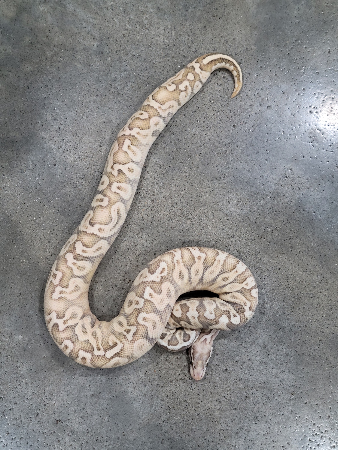 Super Pastel GHI Lesser Hypo 50% Het Clown *PROVEN BREEDER* Ball Python ...