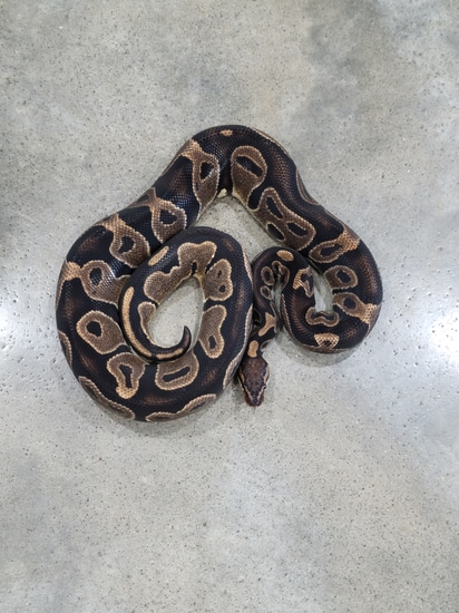 Garcia Chocolate Red Gene *PROVEN BREEDER* Ball Python by Asylum Xotics