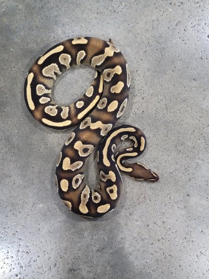 Mojave Yellow Gene Mirage Ball Python by Asylum Xotics