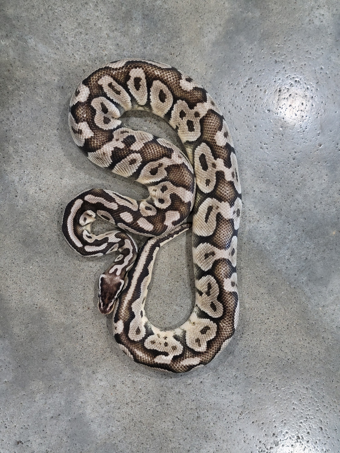 Axanthic (VPI) Super Pastel Ball Python by Asylum Xotics - MorphMarket