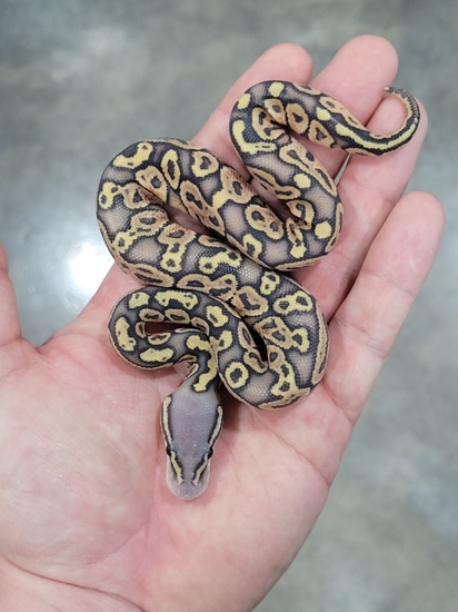 Pastel Chocolate Trick Hypo (Orange Ghost) Ball Python by Asylum Xotics