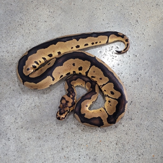 Clown Ball Python by Asylum Xotics