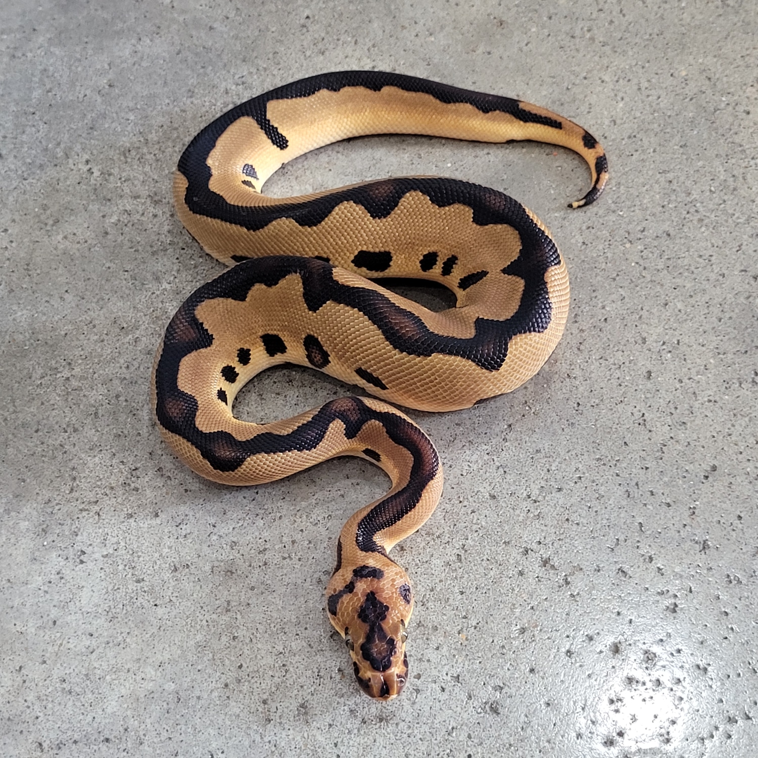 Leopard Blade Clown Ball Python by Asylum Xotics - MorphMarket