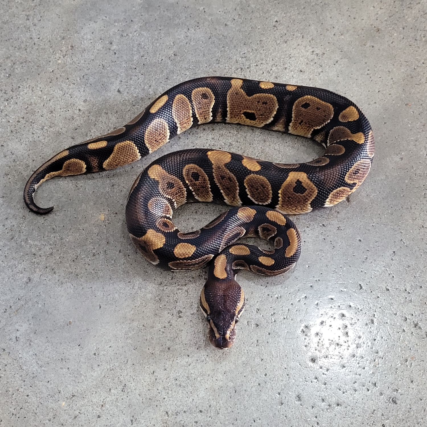 Chocolate Ball Python by Asylum Xotics - MorphMarket