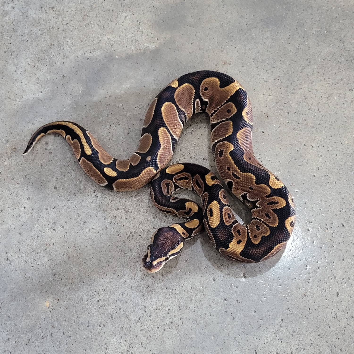 Normal Ball Python by Asylum Xotics - MorphMarket