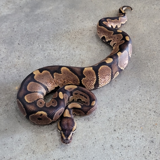 Sugar Ball Python by Asylum Xotics