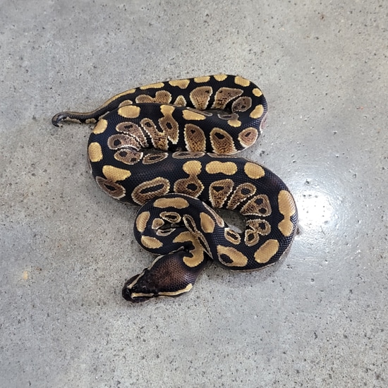 Nanny 50% Het Clown Ball Python by Asylum Xotics