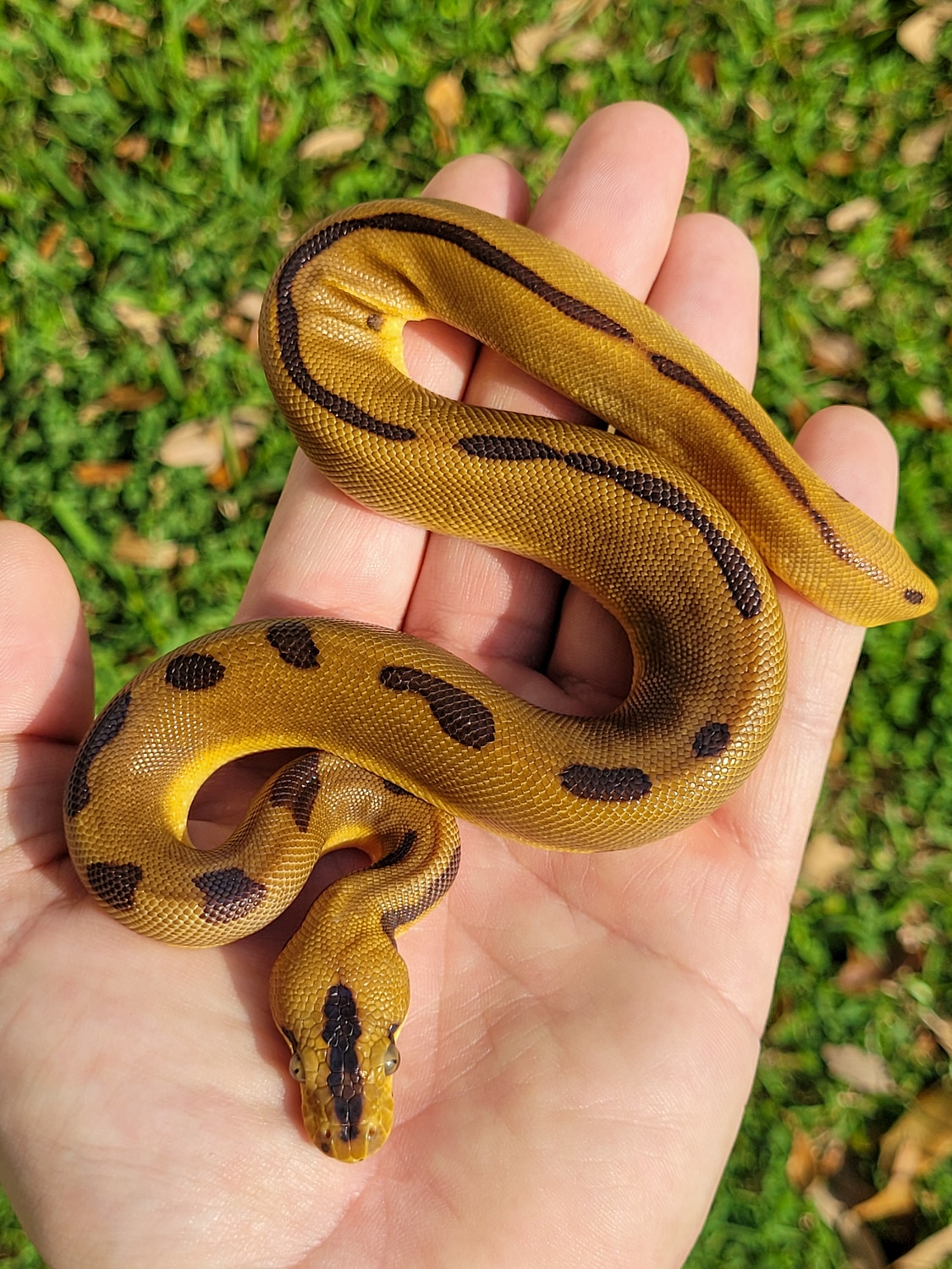 Super Enchi Super Leopard Clown Ball Python by Asylum Xotics - MorphMarket