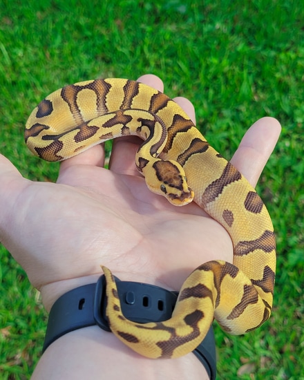 Enchi Fire/Sulfur Orange Dream Crypton Ball Python by Asylum Xotics