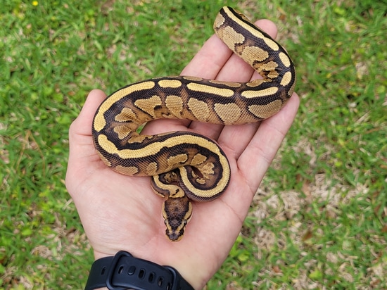 Specter Gravel *Free Shipping* Ball Python by Asylum Xotics