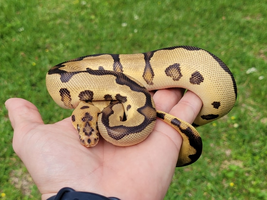 Blade Het Red Axanthic Leopard Sulfur Clown Ball Python by Asylum Xotics