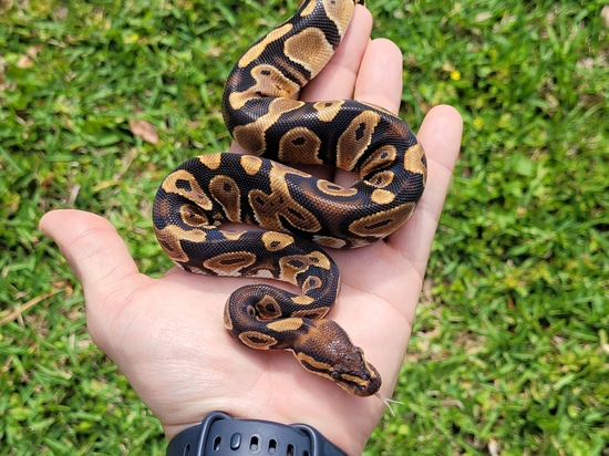 Chocolate Orange Dream Ball Python by Asylum Xotics