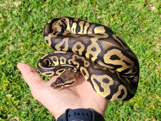 Pastel Leopard Sugar *Free Shipping* Ball Python by Asylum Xotics