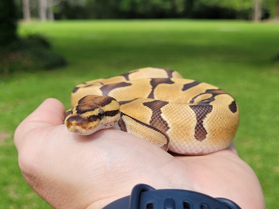 Enchi Sulfur Blade Het Clown Ball Python by Asylum Xotics