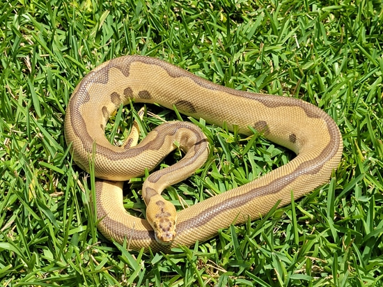2020 Enchi Leopard Sulfur X-treme Gene Blade Clown Ball Python by Asylum Xotics