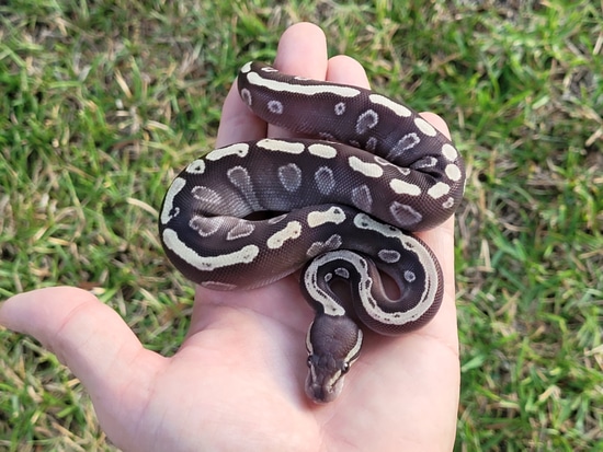 GHI Black Pastel Cypress Lesser Ball Python by Asylum Xotics