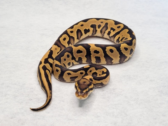 Leopard Sulfur X-treme Gene DH VPI Axanthic Clown Ball Python by Asylum Xotics