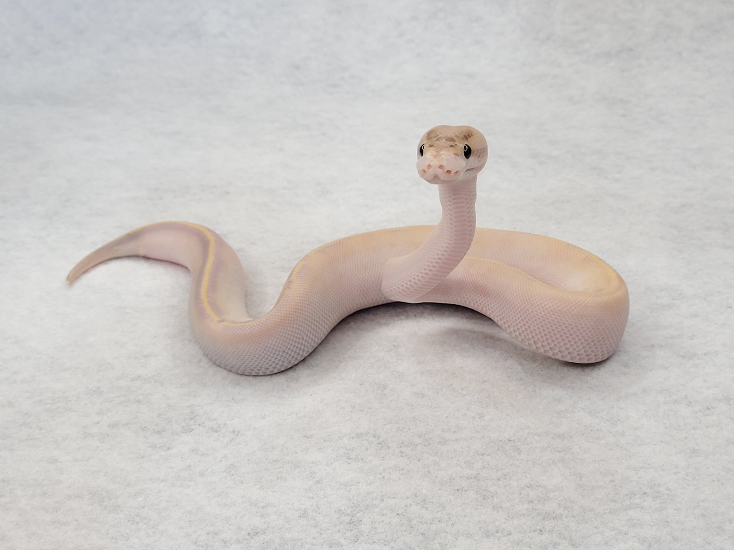 Ivory Het Orange Crush Ball Python by Asylum Xotics - MorphMarket