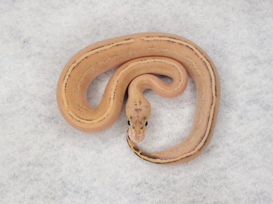 Puma Het Orange Crush Ball Python by Asylum Xotics