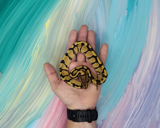 Enchi Sulfur Het Clown Ball Python by Asylum Xotics