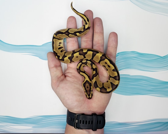 Leopard Enchi X-treme Gene DH VPI Axanthic Clown Ball Python by Asylum Xotics