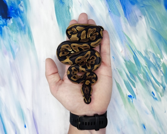 Leopard DH VPI Axanthic Clown Ball Python by Asylum Xotics