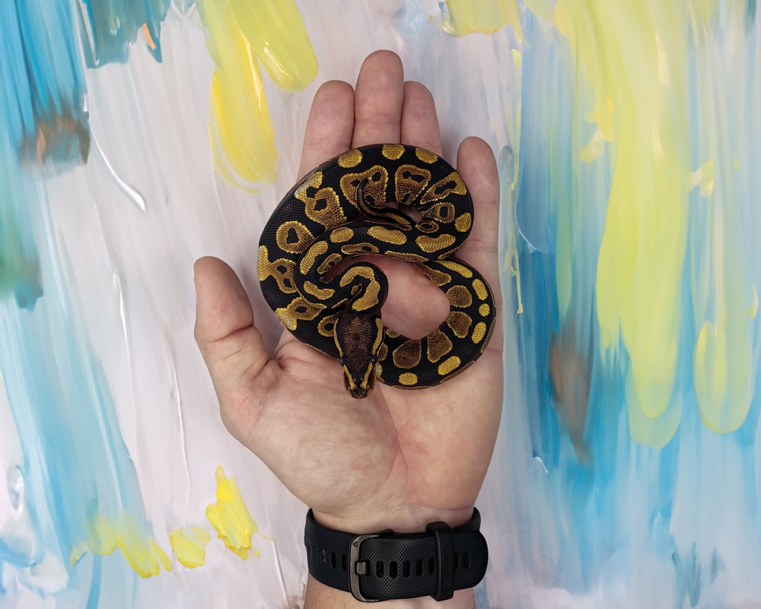 Orange Belly Het Orange Crush Ball Python by Asylum Xotics - MorphMarket