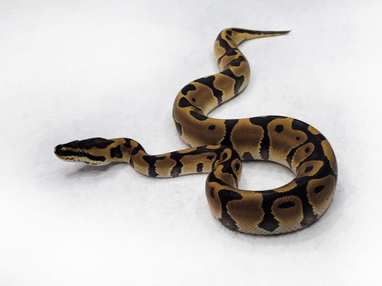 Leopard X-treme Gene DH VPI Axanthic Clown Ball Python by Asylum Xotics