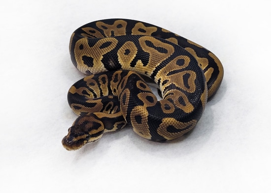 Leopard DH VPI Axanthic Clown Ball Python by Asylum Xotics