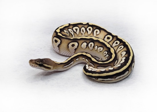 Cypress Mojave Mirage Yellow Belly Ball Python by Asylum Xotics