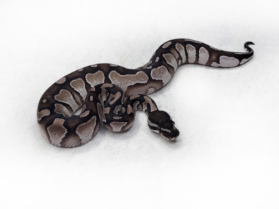Black Head Red Gene Axanthic (VPI) 66% Het Hypo Ball Python by Asylum Xotics