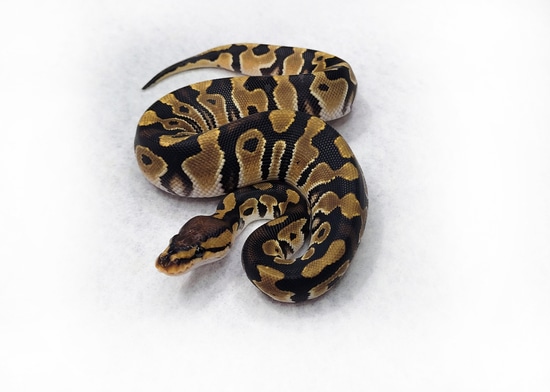 Crypton Ball Python by Asylum Xotics