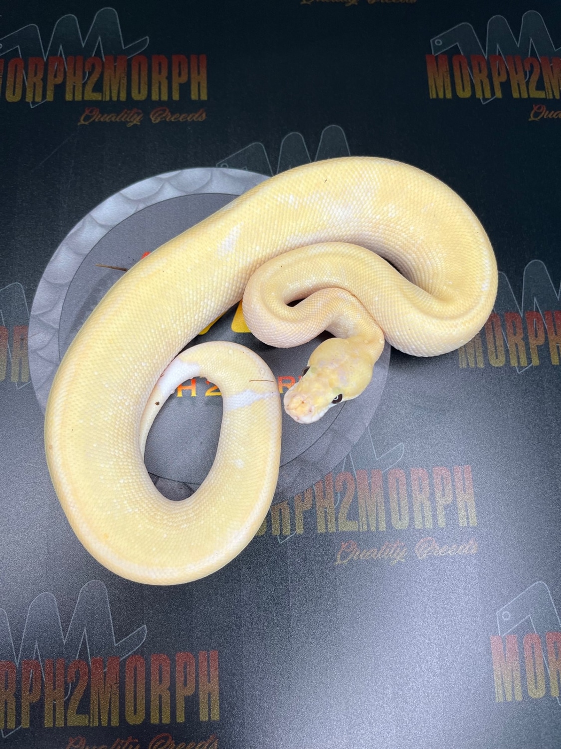 Champagne Coral Glow 100% Het VPI Axanthic Ball Python by Morph 2 Morph ...