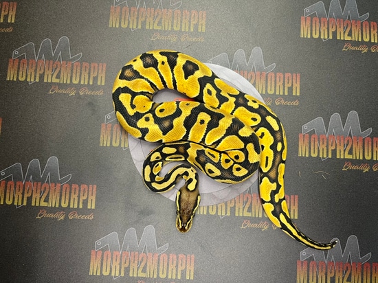 Pastel Special Enchi Ball Python by Morph 2 Morph