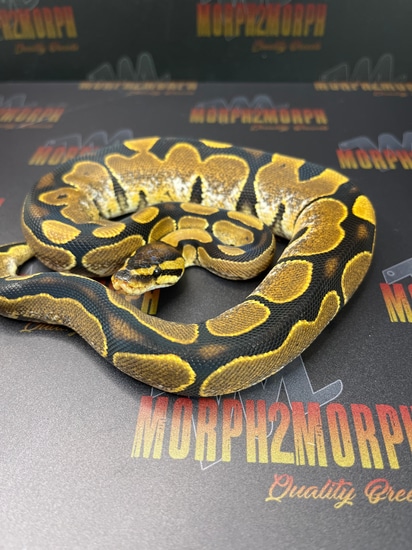 Calico YB Pos OD Ball Python by Morph 2 Morph