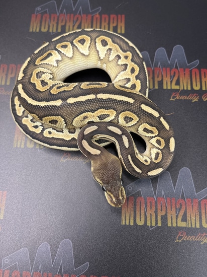 Cinny Phantom Ball Python by Morph 2 Morph